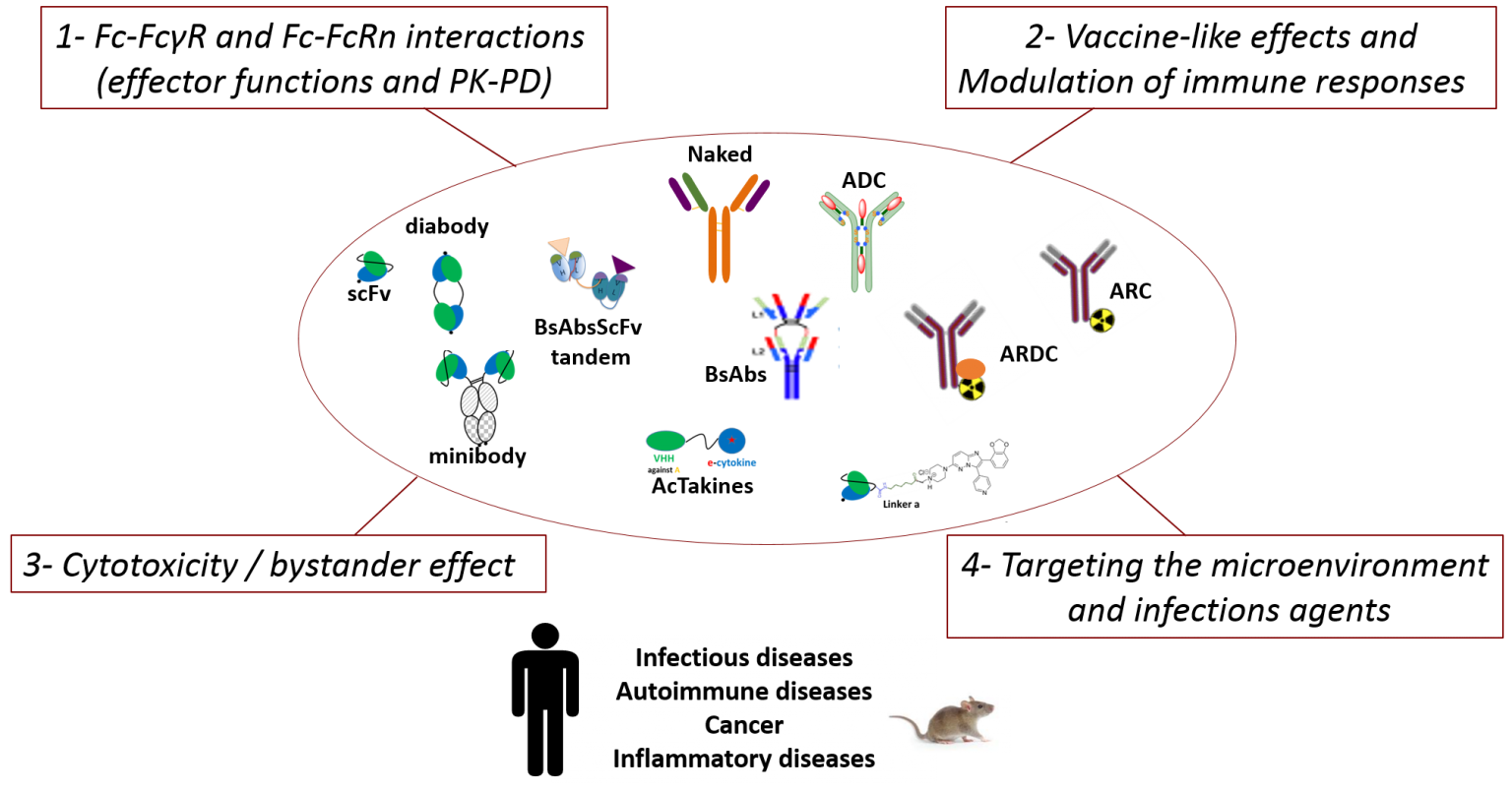KQ2 – How can antibody activity be optimised by adjusting format ...